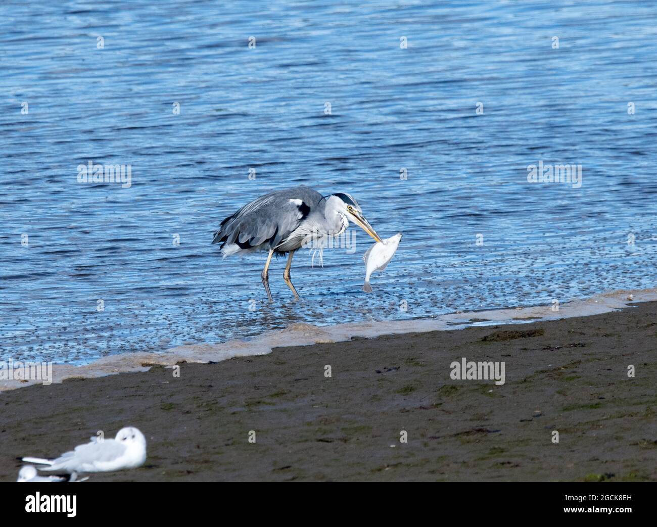 Large fish eating bird hi-res stock photography and images - Alamy