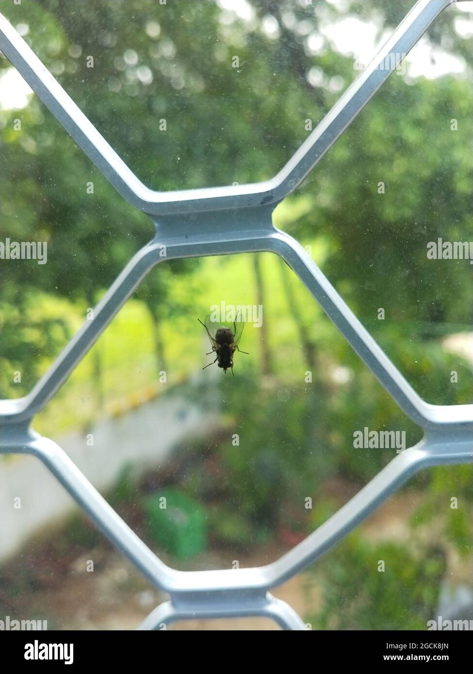 Vertical closeup of a fly standing on the glass taken through the ...