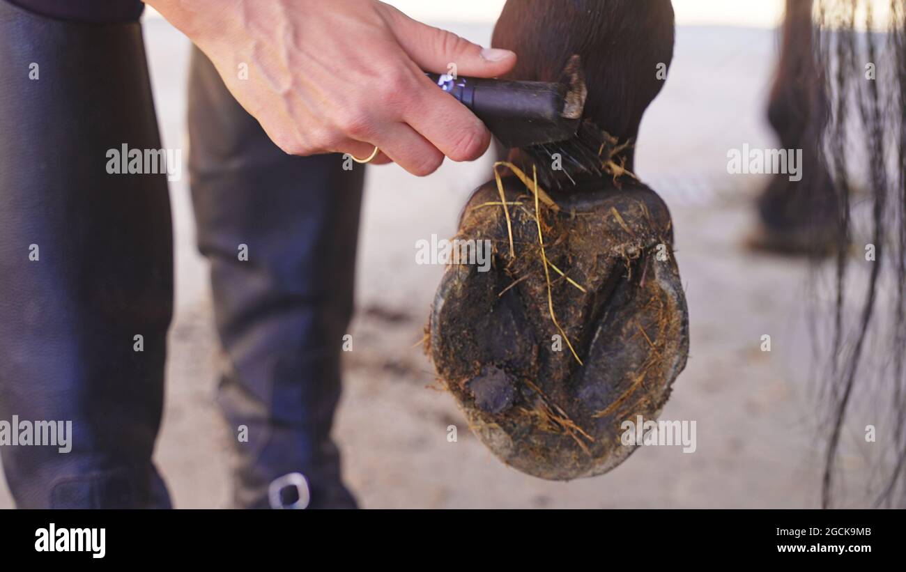 a woman cleans a horse's hoof from mud and hay. High-quality photo ...