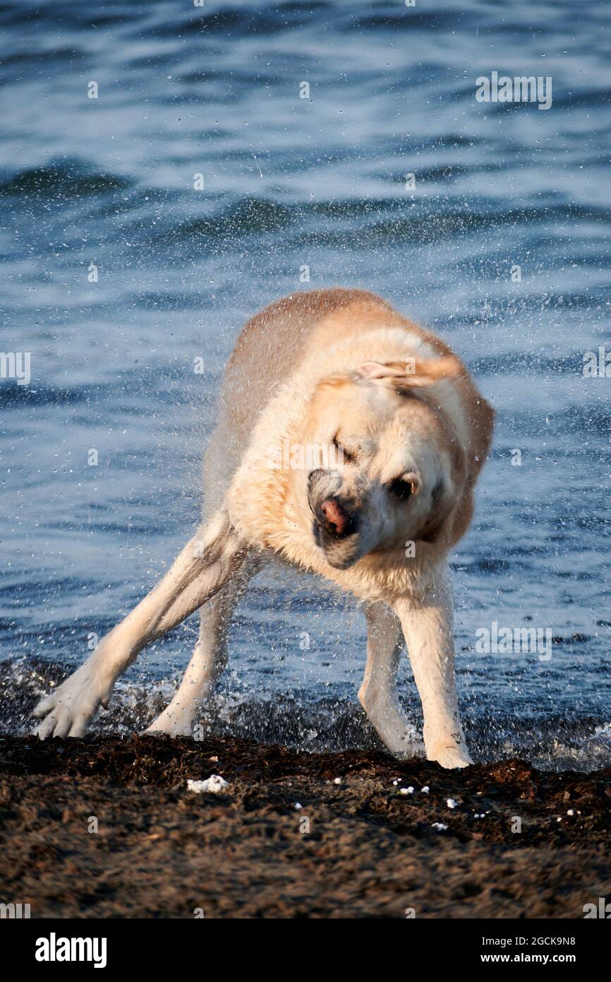 Happy Labrador Retriever dog with wet fur running in sea and splashing ...