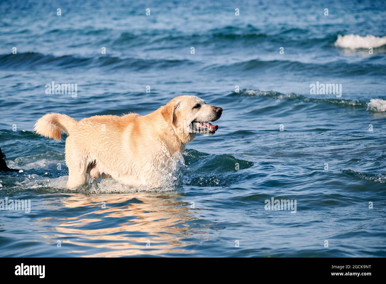 Happy Labrador Retriever dog with wet fur running in sea and splashing ...