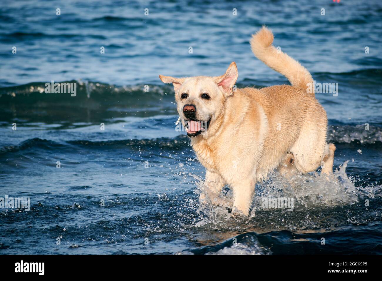 Happy Labrador Retriever dog with wet fur running in sea and splashing ...