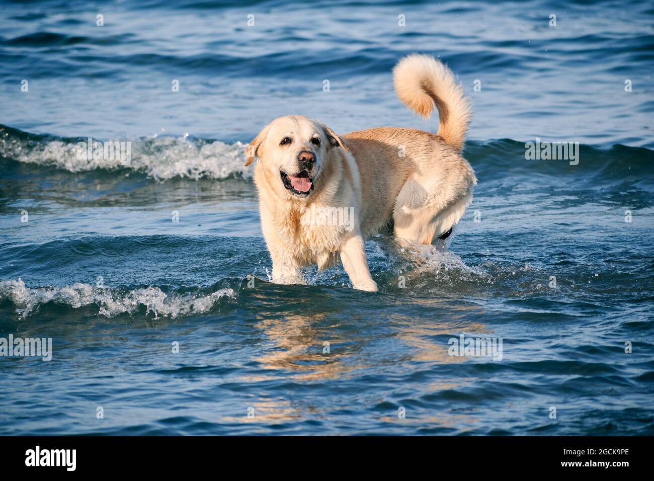 Dog sea creature hi-res stock photography and images - Alamy