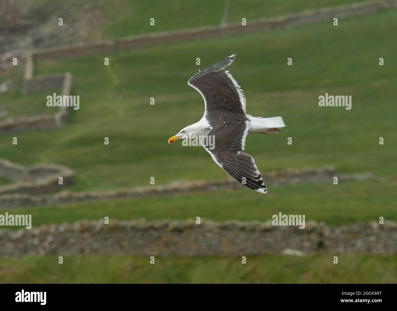 Gull great black-backed (Larus marinus), adult in flight, Sumburgh Head ...