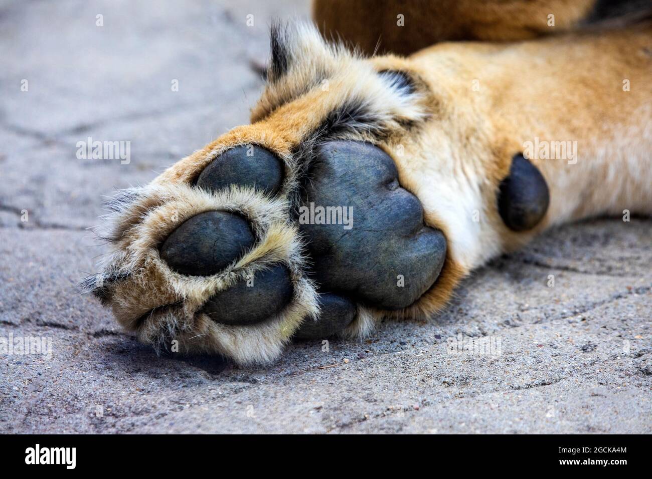 Lion panthera leo paw pads hi-res stock photography and images - Alamy