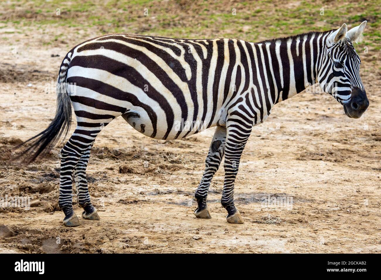 Zebra colchester zoo hi-res stock photography and images - Alamy