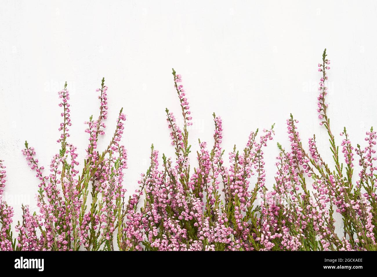 Pink and purple flower border hi-res stock photography and images - Alamy