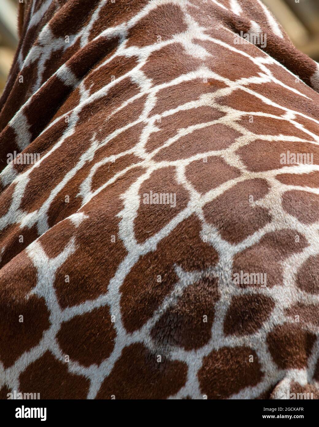 Close-up of the beautiful markings on a Giraffe Stock Photo - Alamy