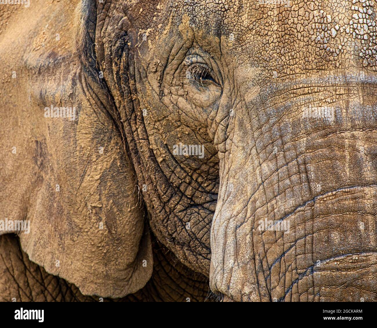 Beautiful elephant hi-res stock photography and images - Alamy