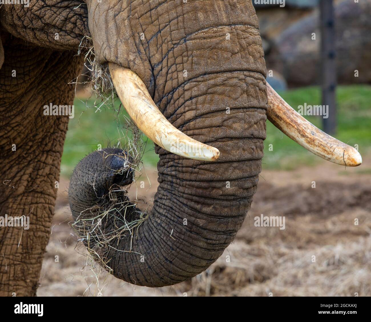 An Elephant eating Stock Photo - Alamy