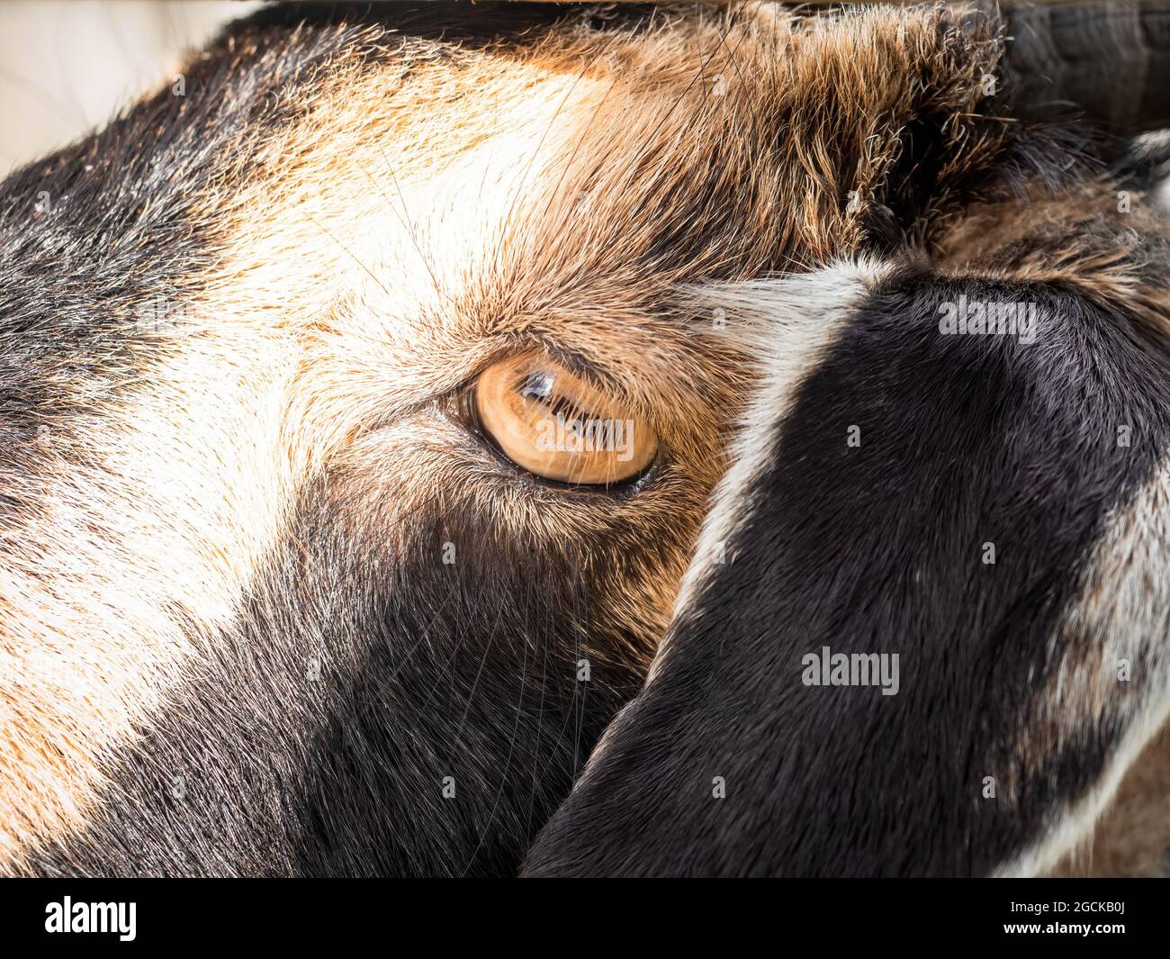 view of yellow goat's eye Stock Photo - Alamy