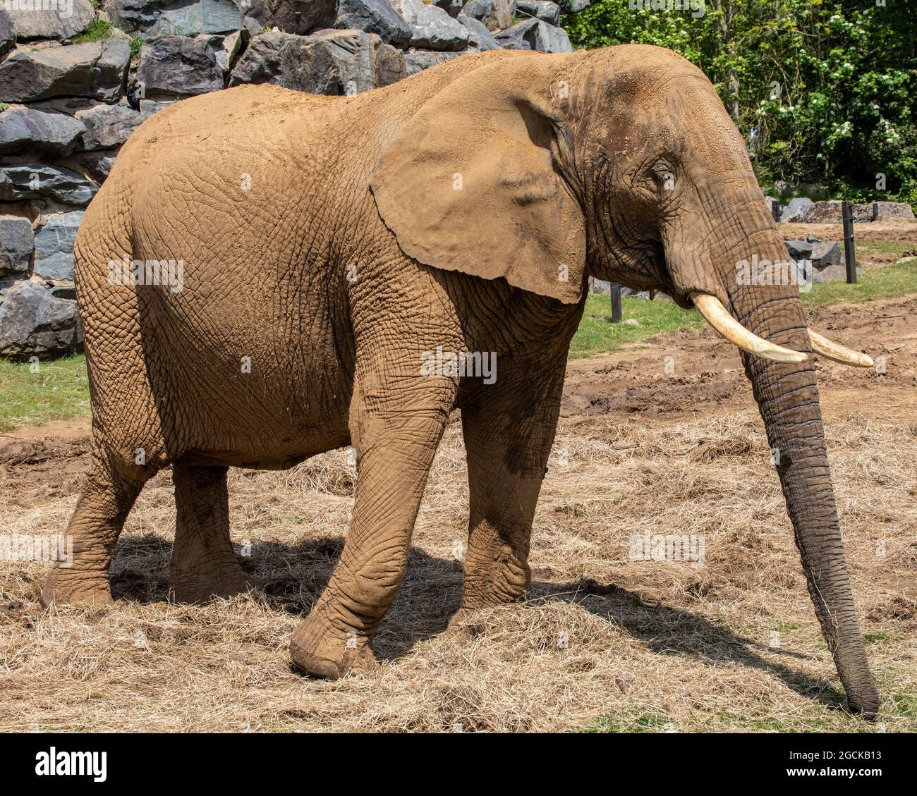 Elephants standing legs hi-res stock photography and images - Alamy