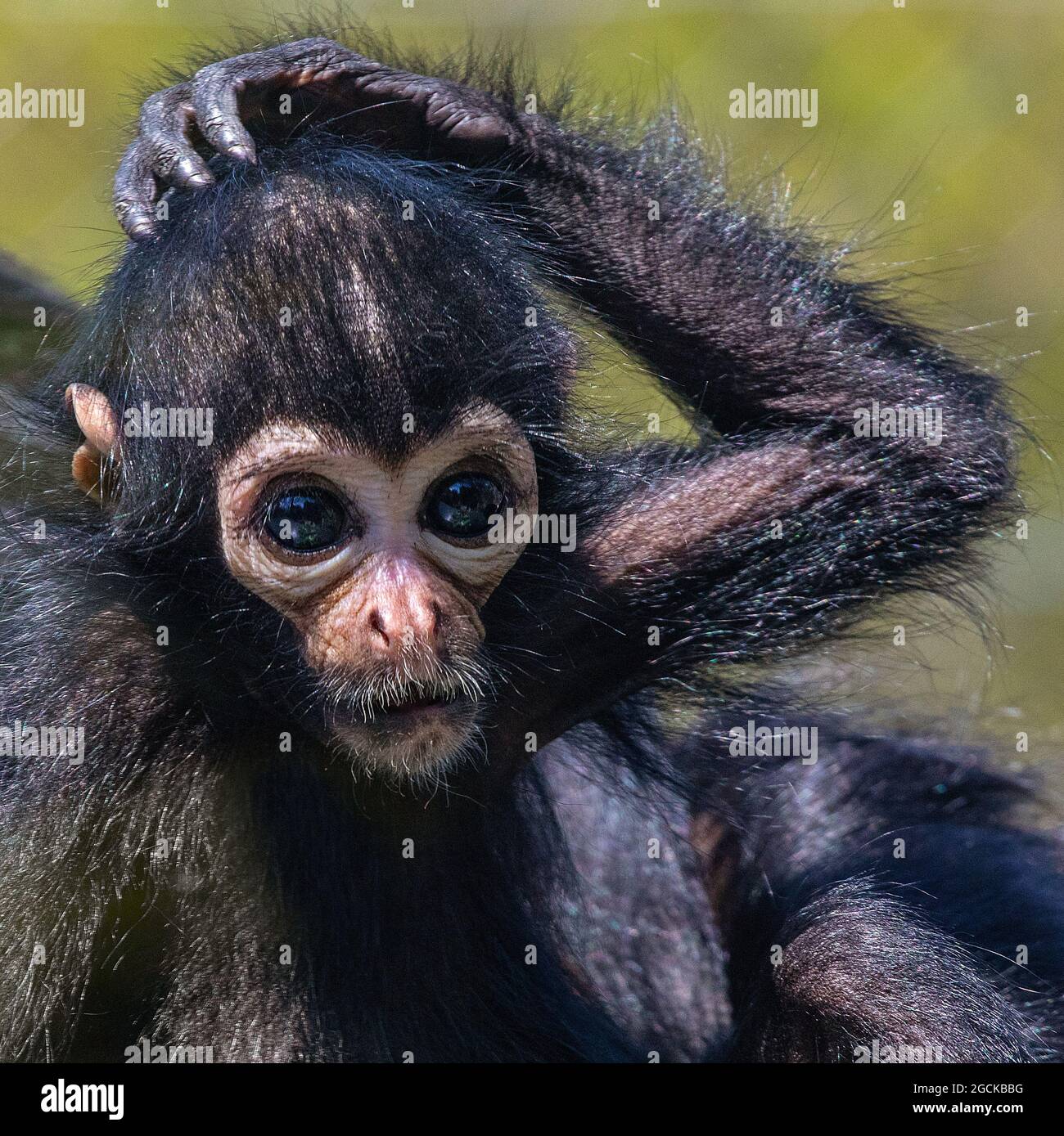 Baby Spider Monkey Pet