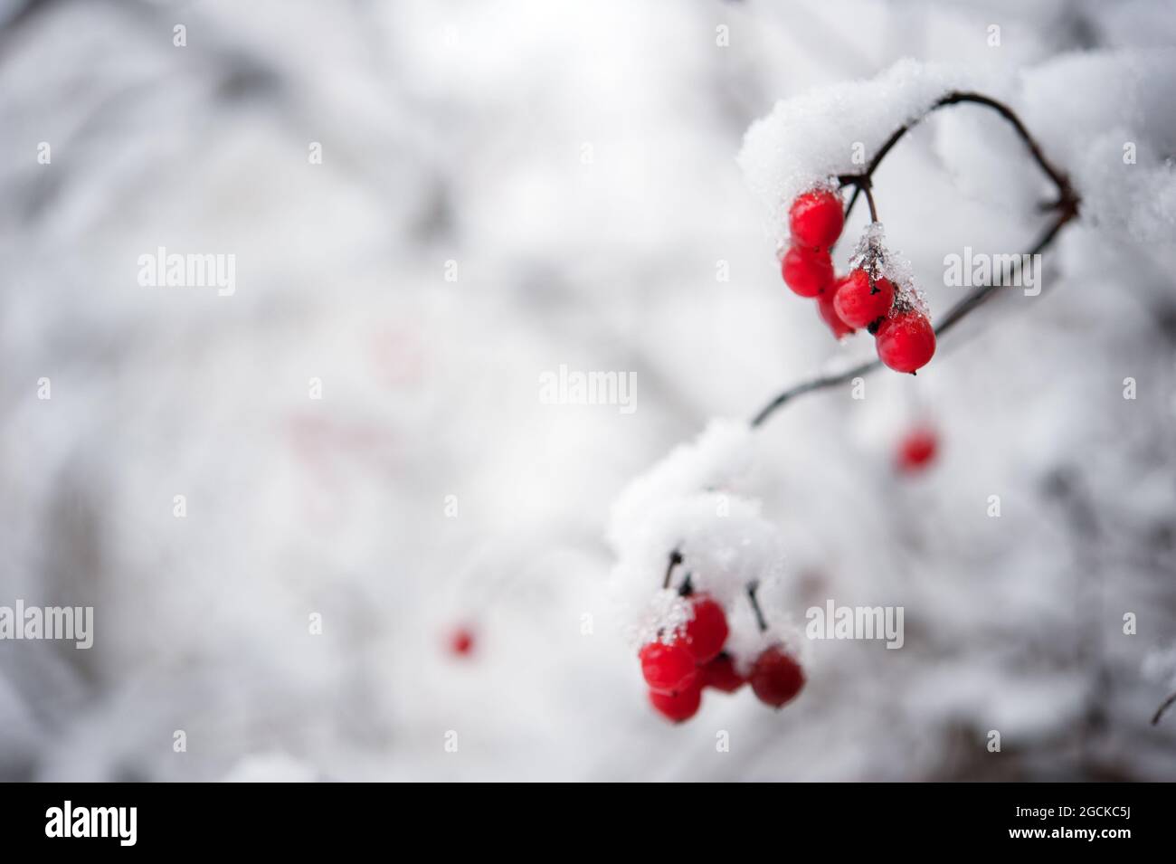 Snow covered red berries Stock Photo - Alamy