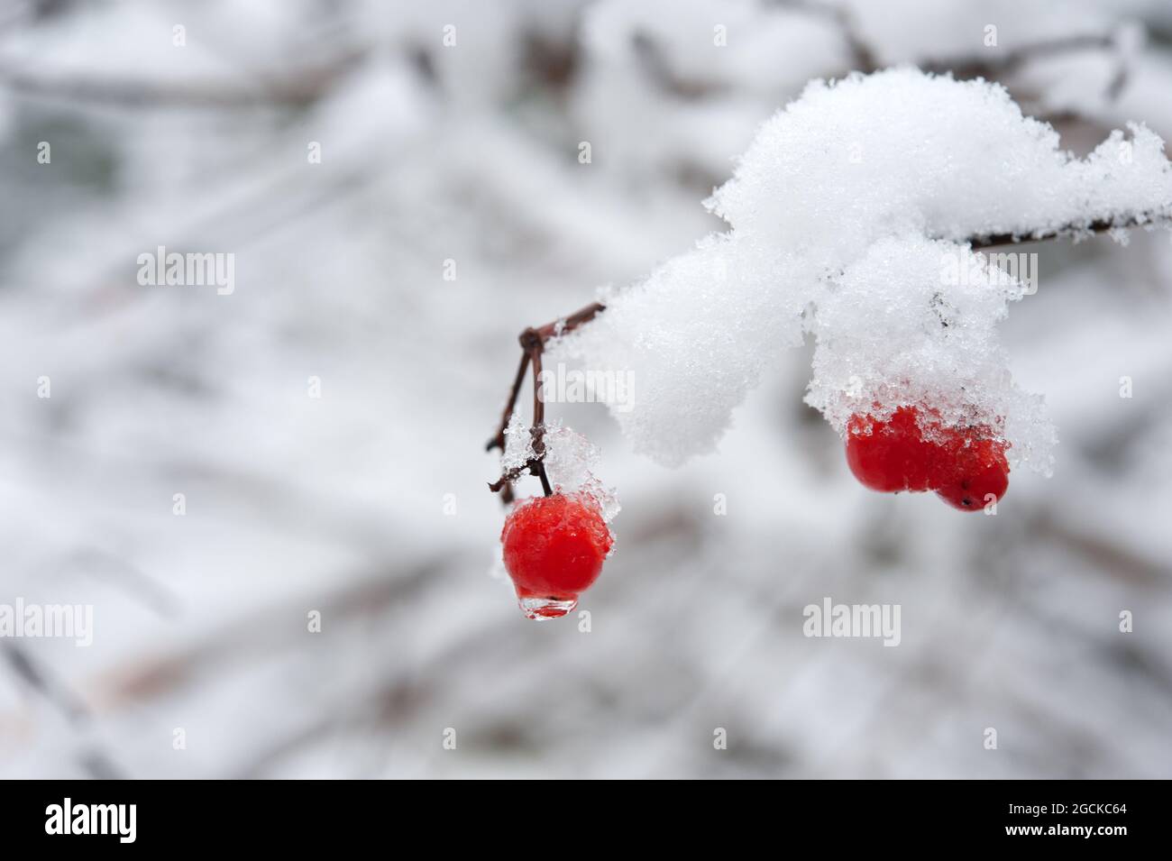 Snow covered red berries Stock Photo - Alamy