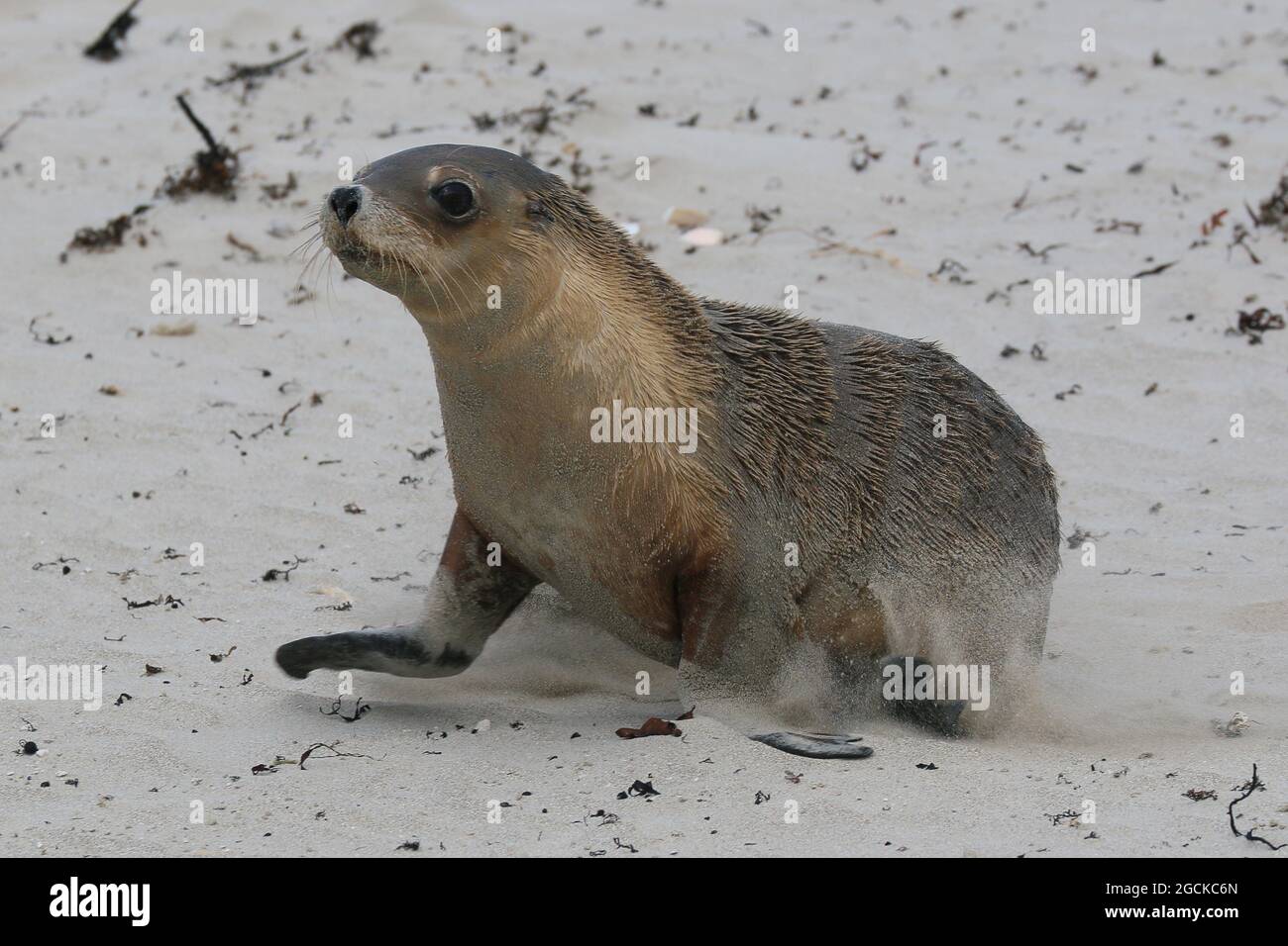 Fur seal pups playing hi-res stock photography and images - Alamy