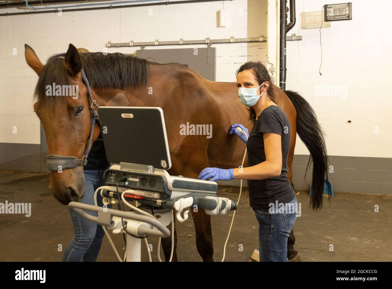 Illustration picture shows an ultrasound examination of a horse, at the ...