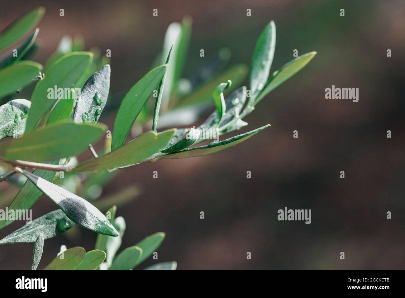 Close up shot of green olive fruits on an olive tree branch on a sunny ...