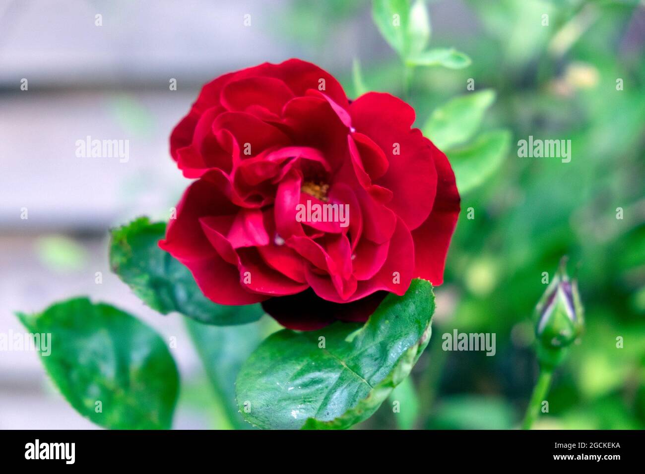 Scarlet red rose hi-res stock photography and images - Alamy