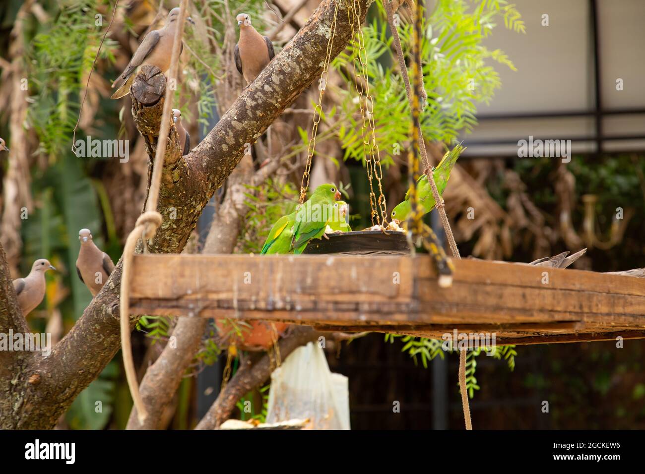 Pet birds hi-res stock photography and images - Alamy