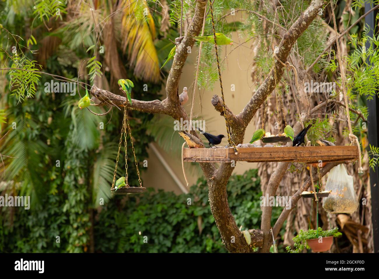 Some birds being raised free in the backyard of a house Stock Photo - Alamy