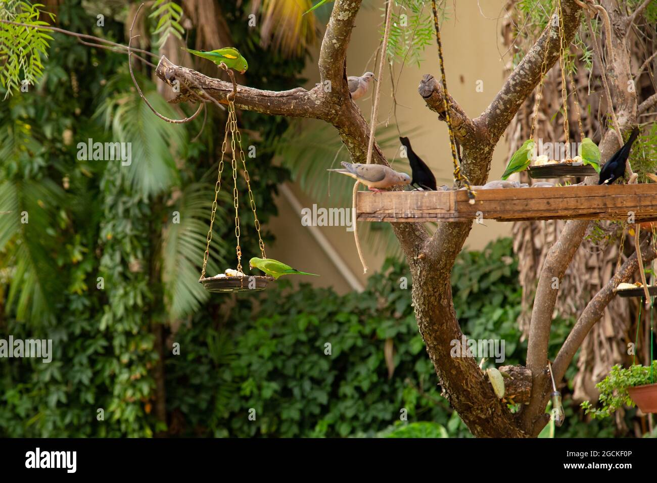 Some birds being raised free in the backyard of a house Stock Photo - Alamy