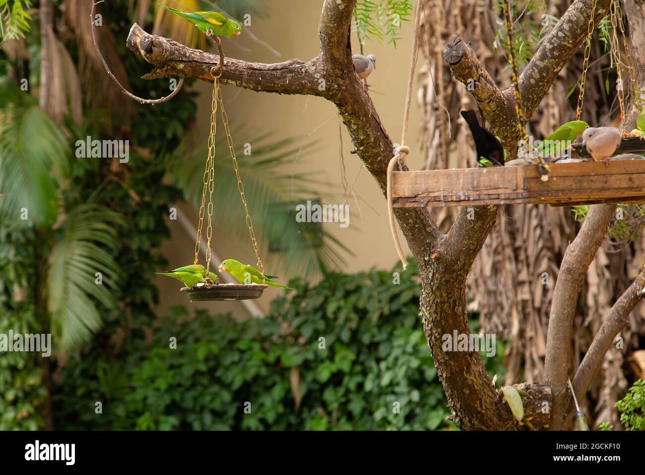 Pet birds hi-res stock photography and images - Alamy