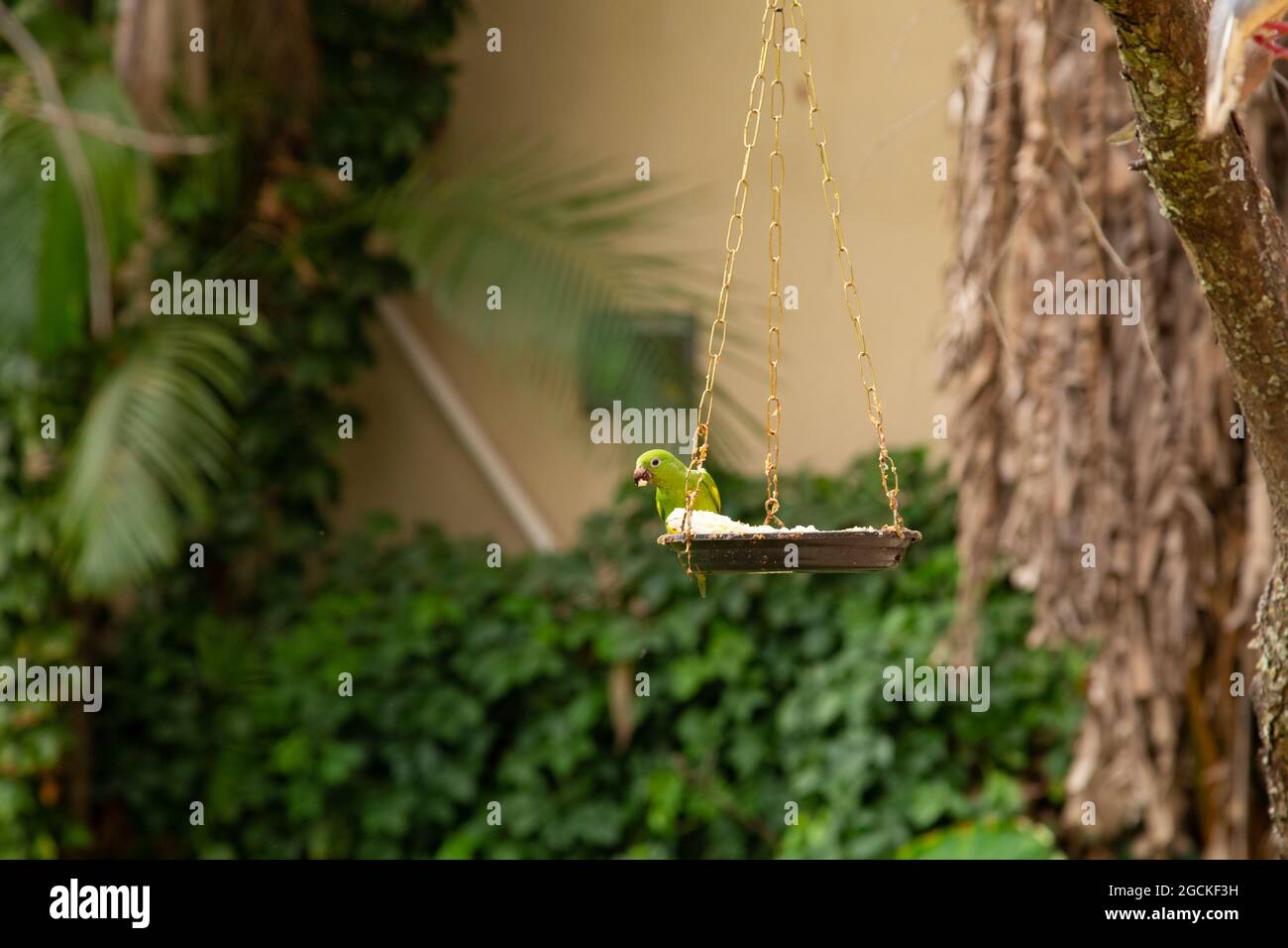 Some birds being raised free in the backyard of a house Stock Photo - Alamy