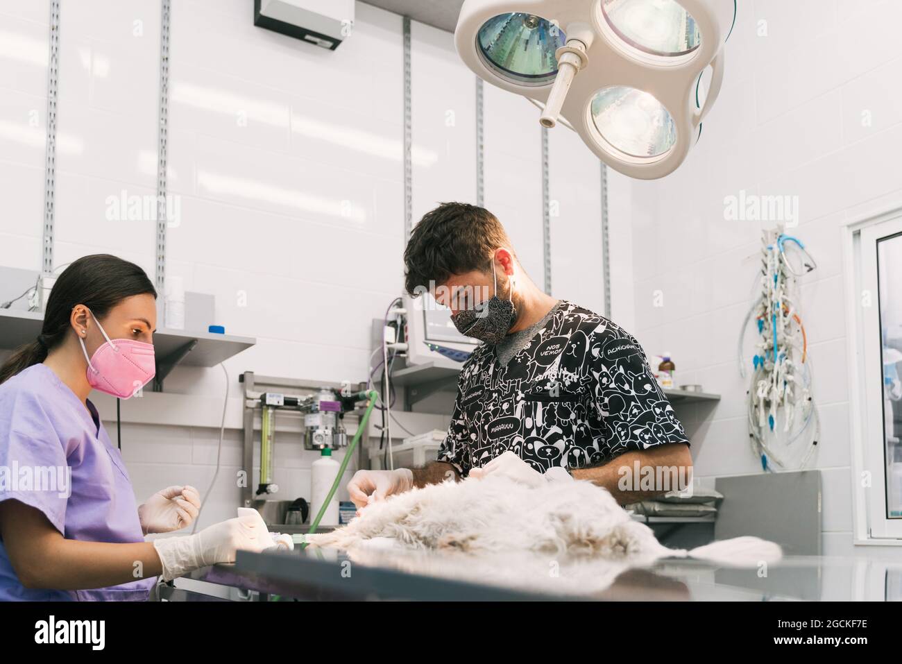 Concentrated skilled male veterinarian surgeon conducting surgery for ...