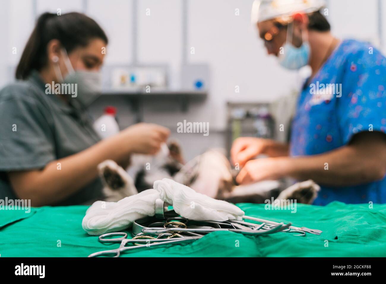 Side view of vet surgeon and nurse providing surgery to pet patient in ...
