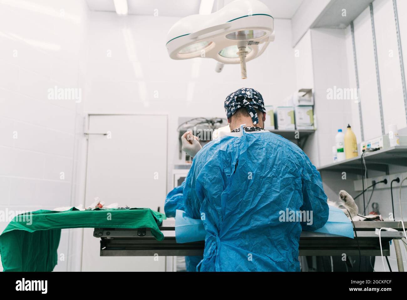 Professional competent vet surgeon with assistant in protective ...