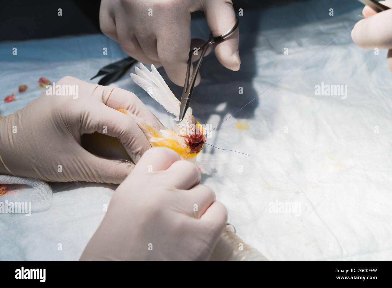 Crop unrecognizable veterinary surgeon in latex gloves treating little ...