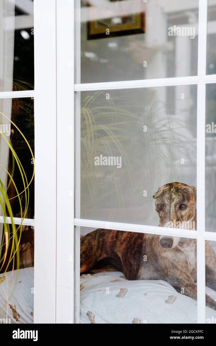 Through glass of Greyhound dog relaxing on soft cushion placed on floor ...