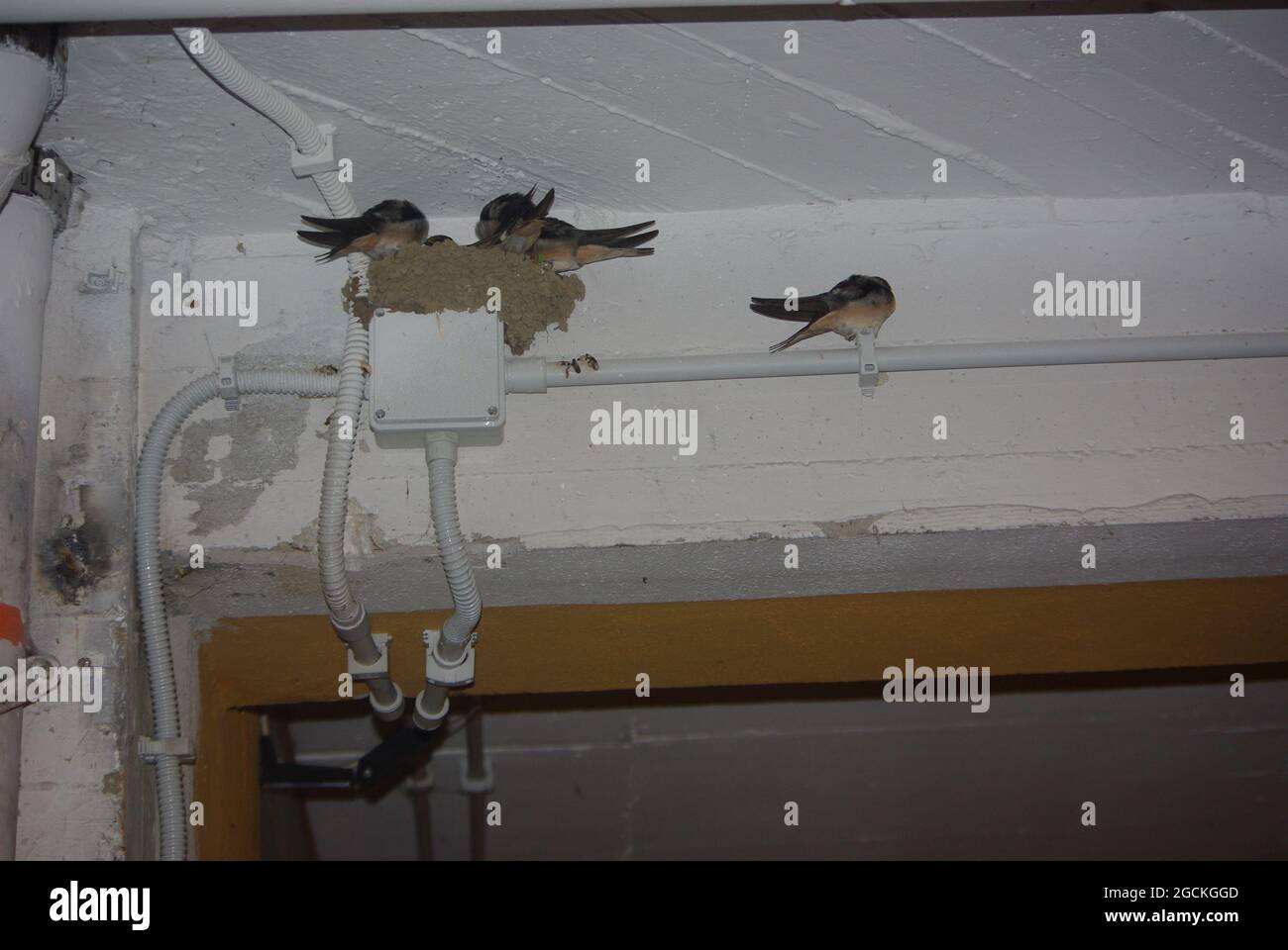 Tropical and sub tropical insect hi-res stock photography and images ...