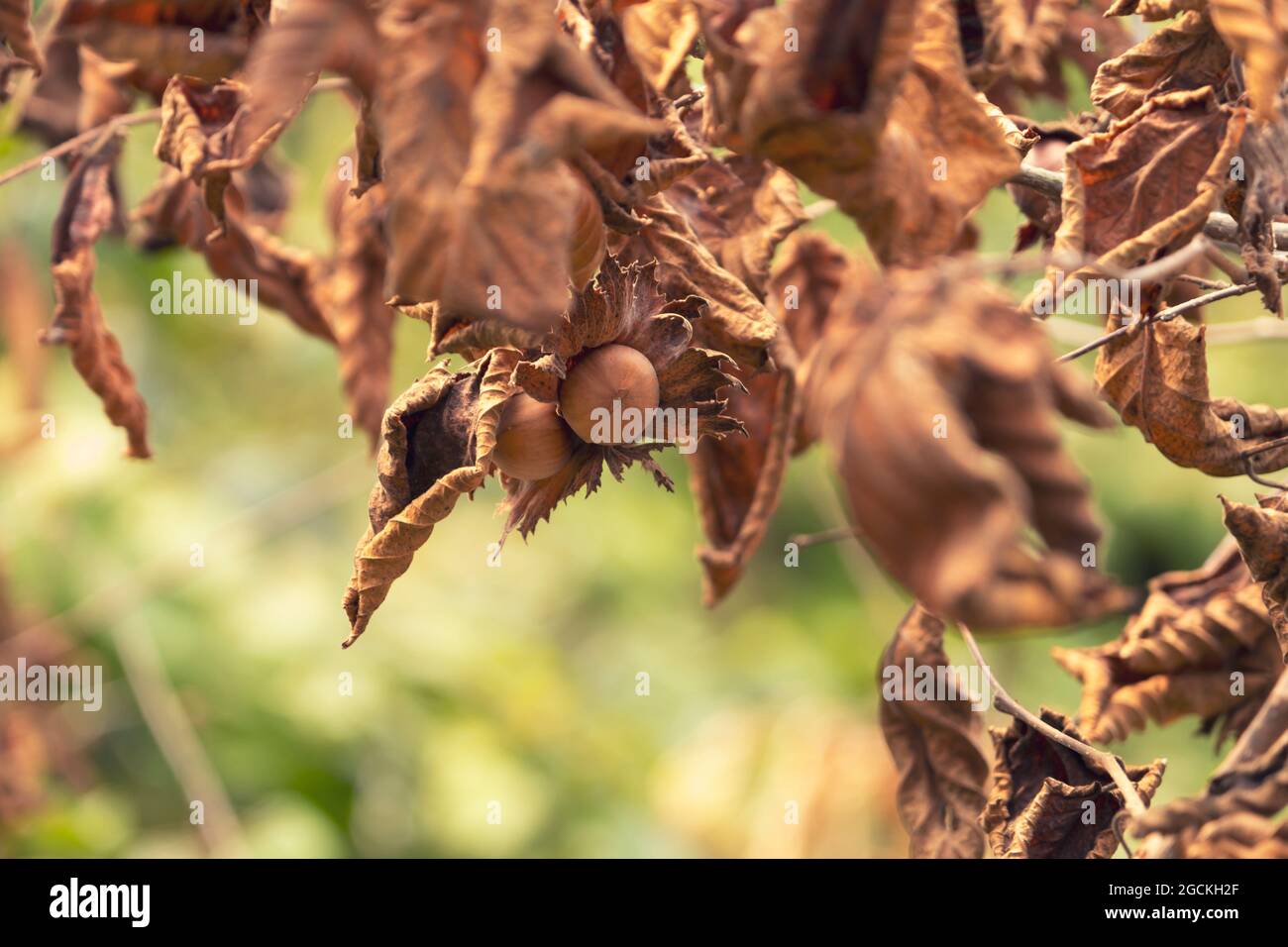 Hazelnut tree turkey hi-res stock photography and images - Alamy