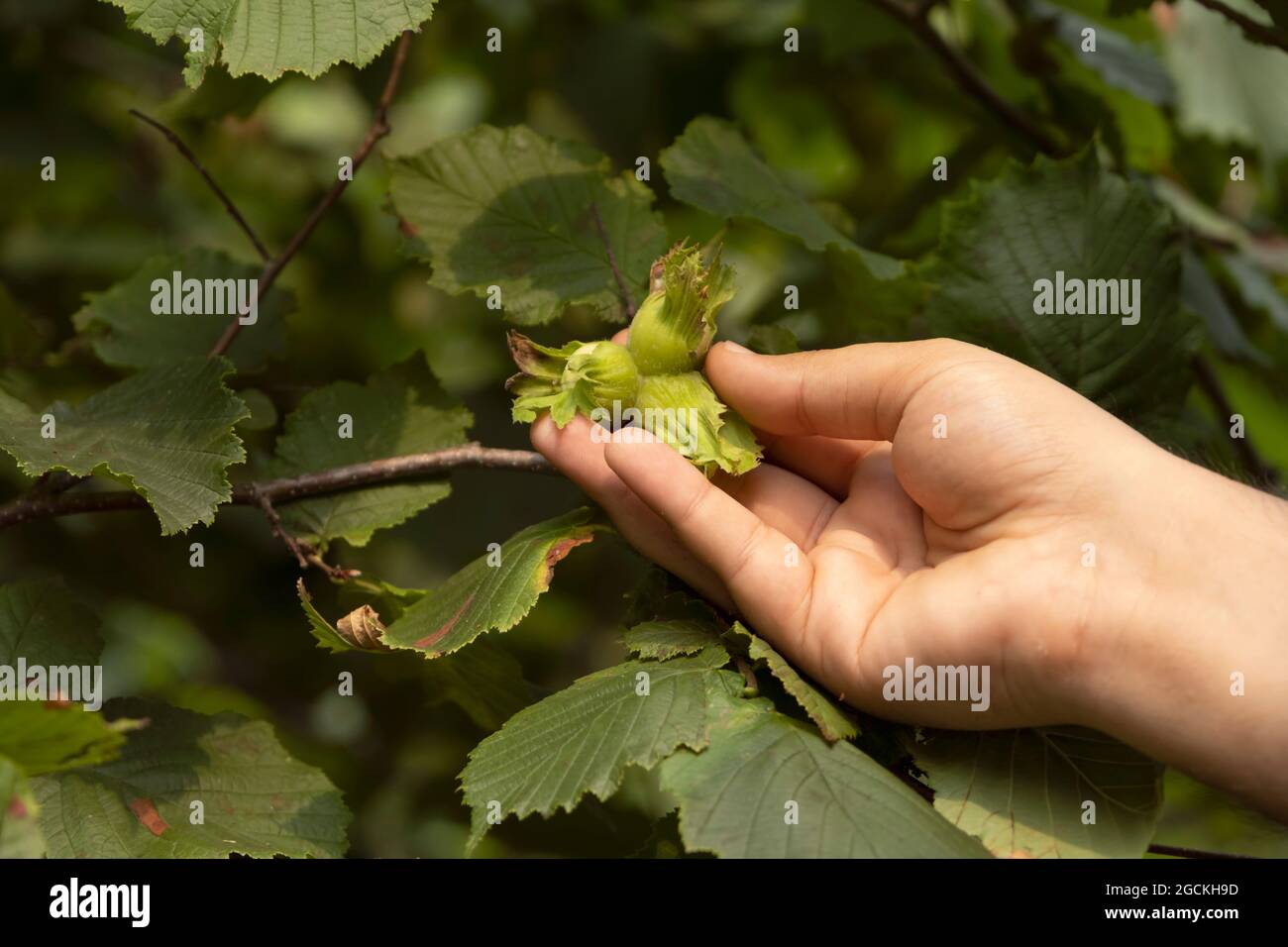 Farmer show green hazelnuts. Tree with hazelnuts in Ordu, Turkey Stock ...