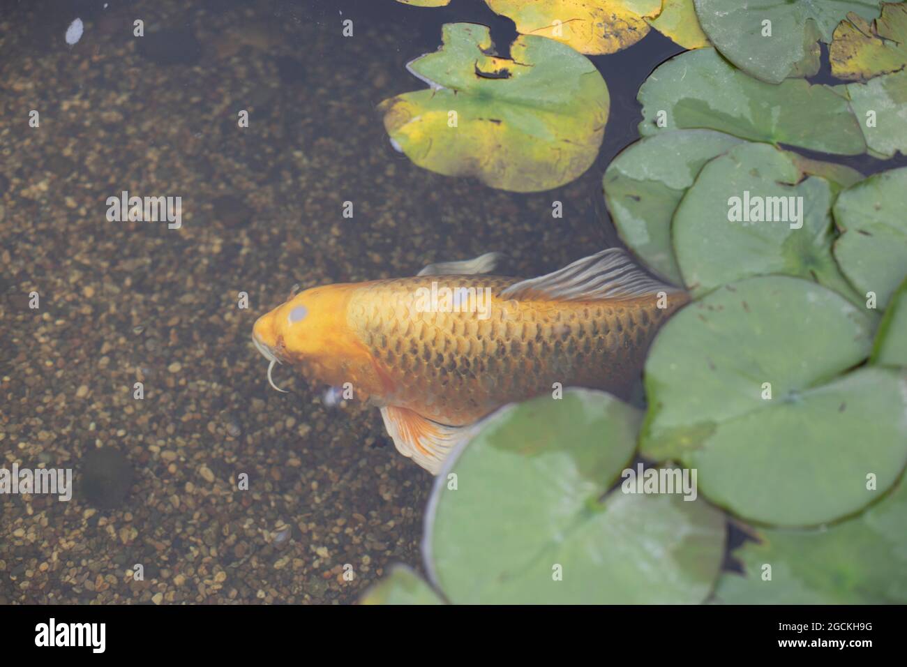 Gold fish in the pond. The fish swims underwater. Decorative fish pond ...