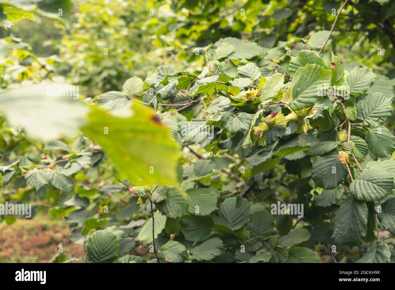 Hazelnut tree turkey hi-res stock photography and images - Alamy