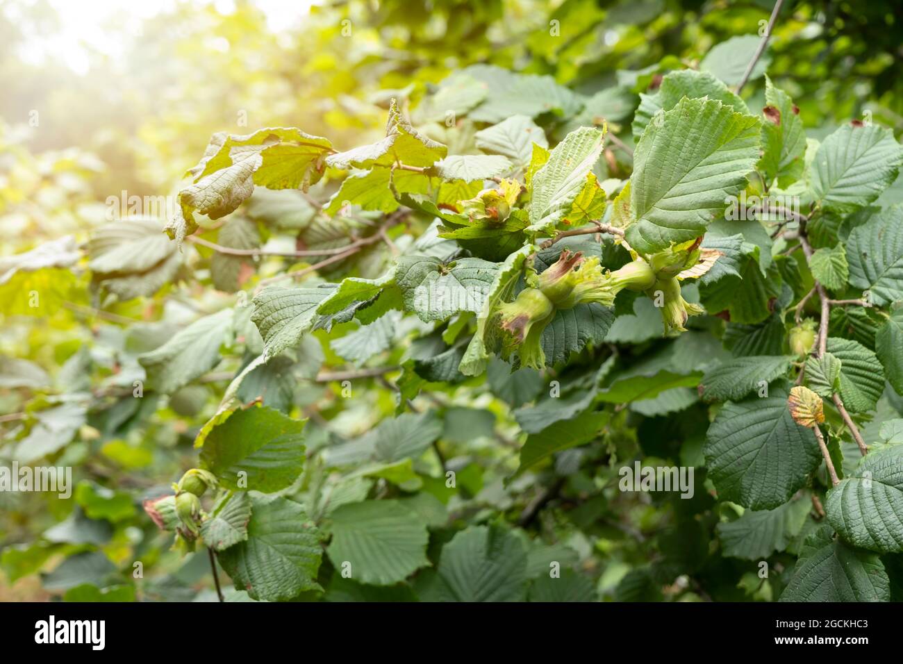 Hazelnut tree turkey hi-res stock photography and images - Alamy