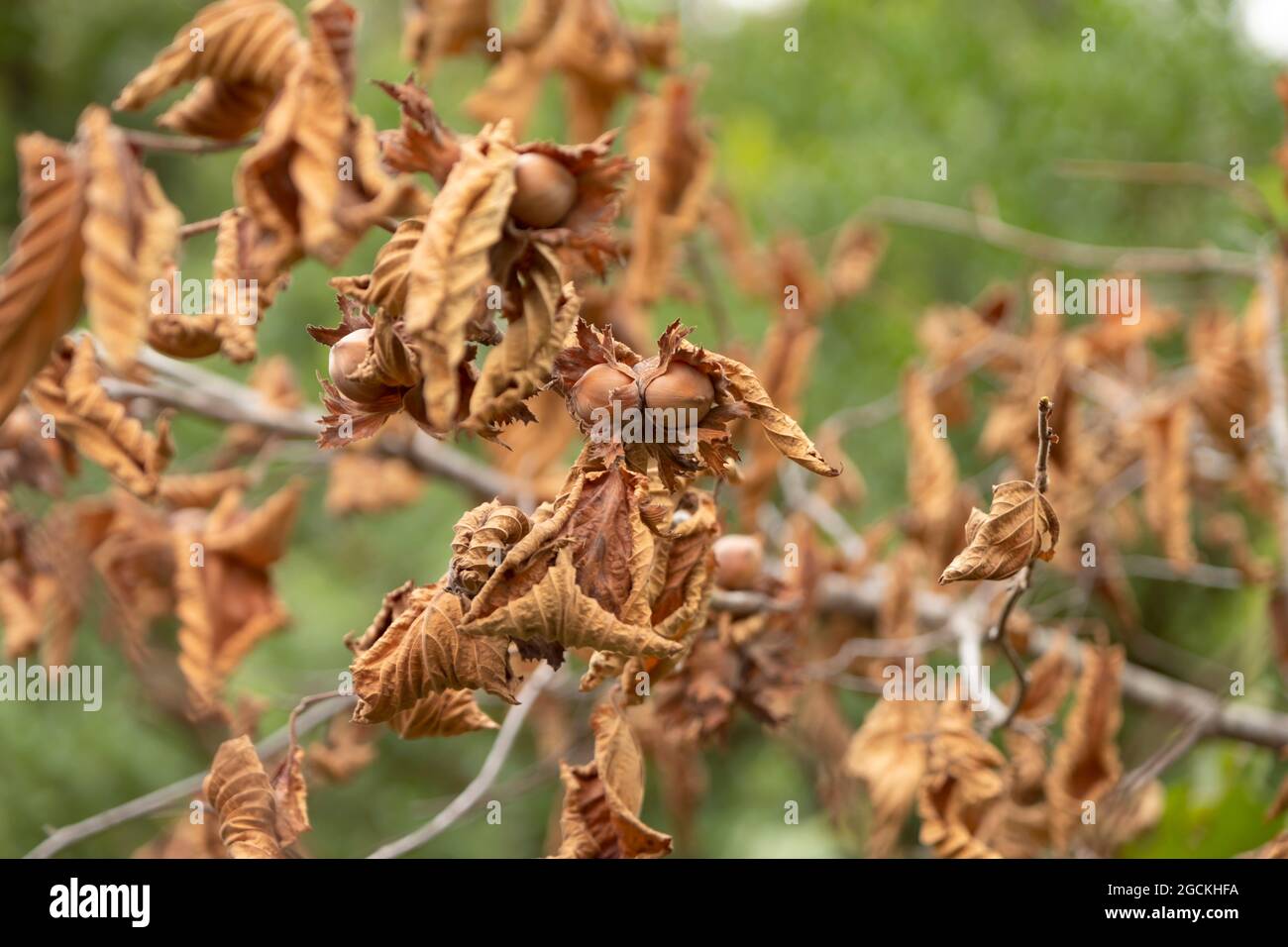 Tasty hazelnuts green leaves hi-res stock photography and images - Alamy