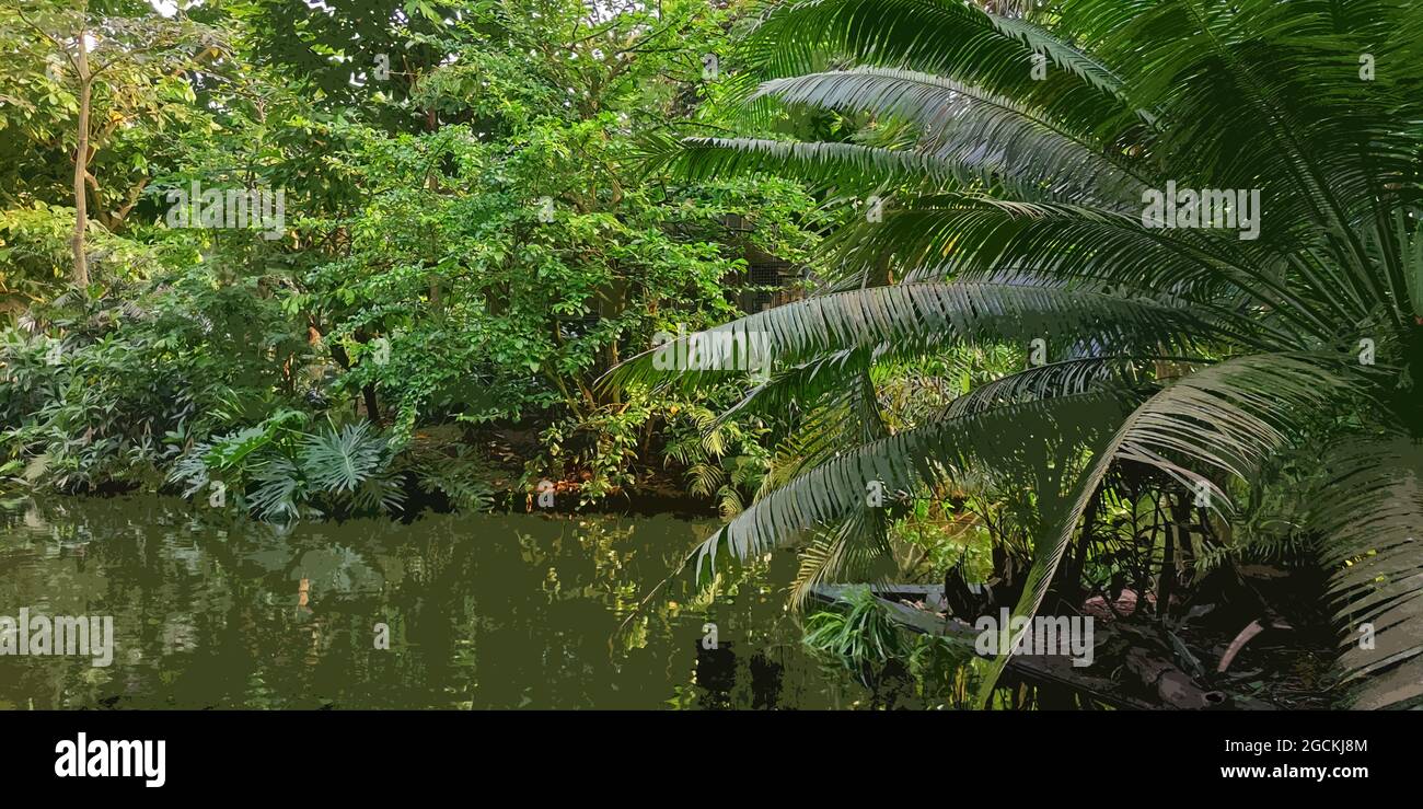 Tropical jungle along the Amazon River. Tropical trees and plants ...