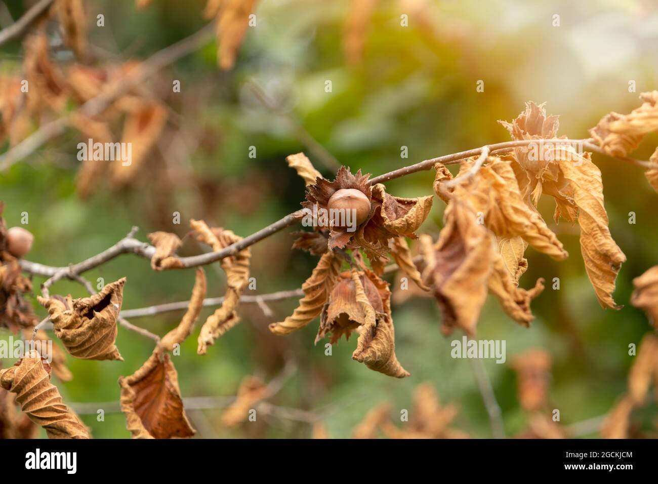 Farmer show green hazelnuts. Tree with hazelnuts in Ordu, Turkey Stock ...