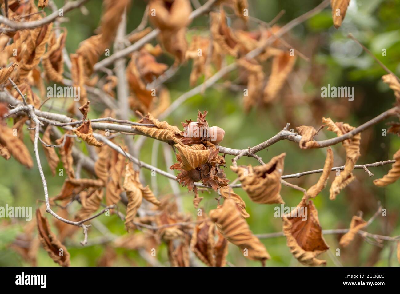 Farmer show green hazelnuts. Tree with hazelnuts in Ordu, Turkey Stock ...