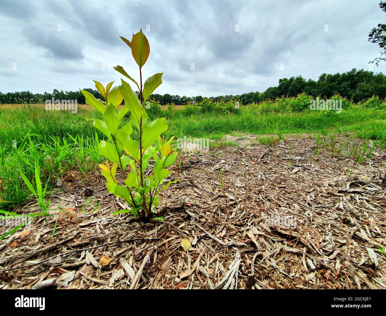 Closeup of a small plant growing from the ground surrounded by lush ...