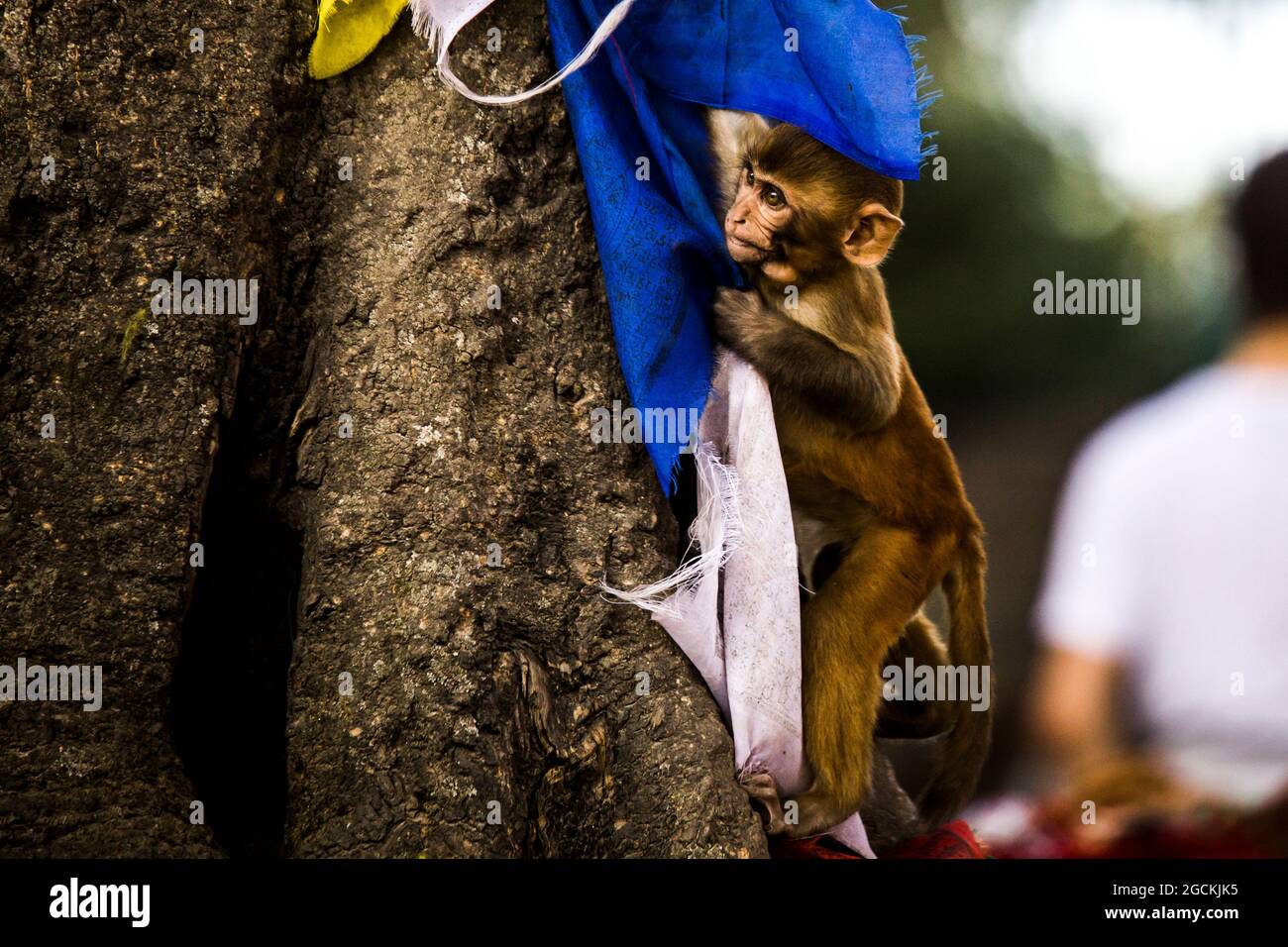 Side view of baby macaque sitting on tree trunk with colorful flags in ...