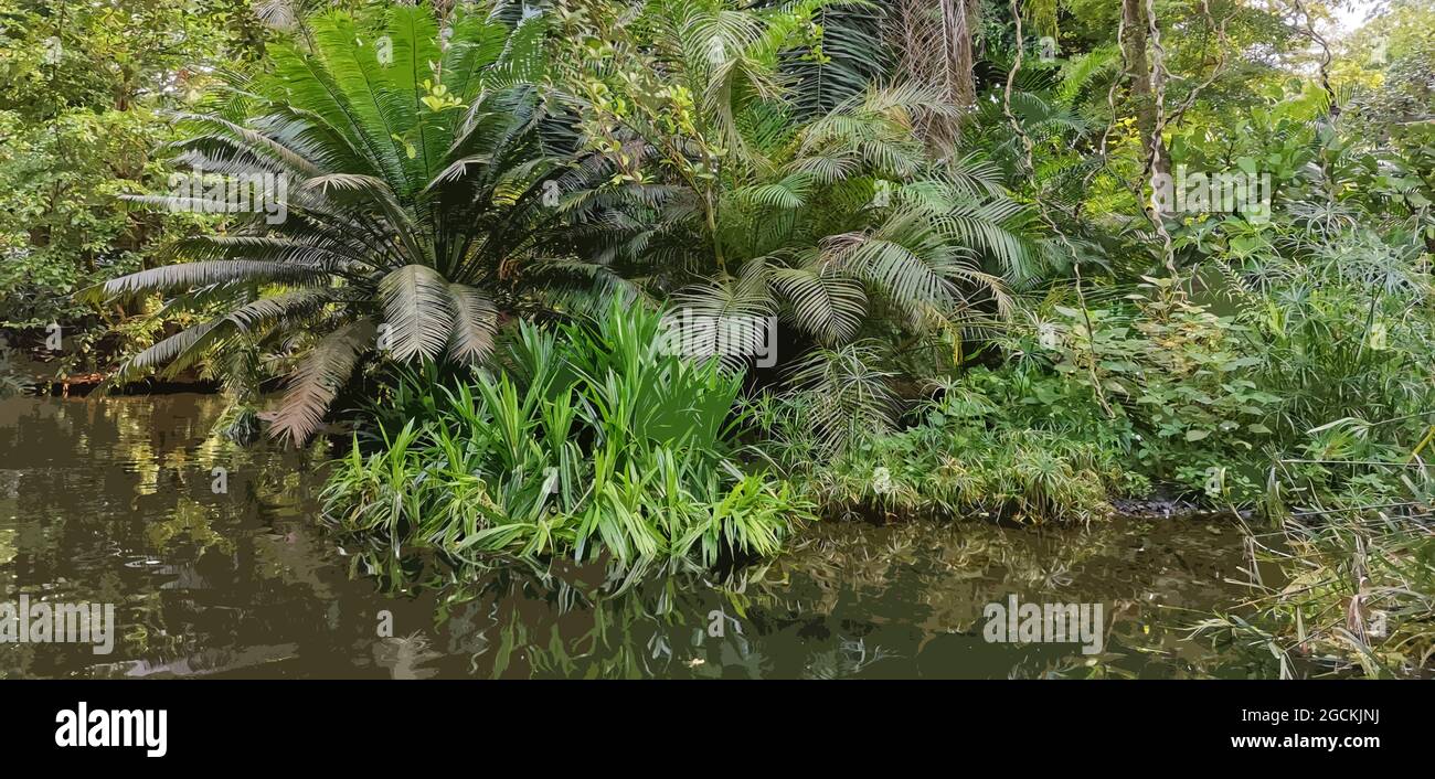 Tropical jungle along the Amazon River. Tropical trees and plants ...