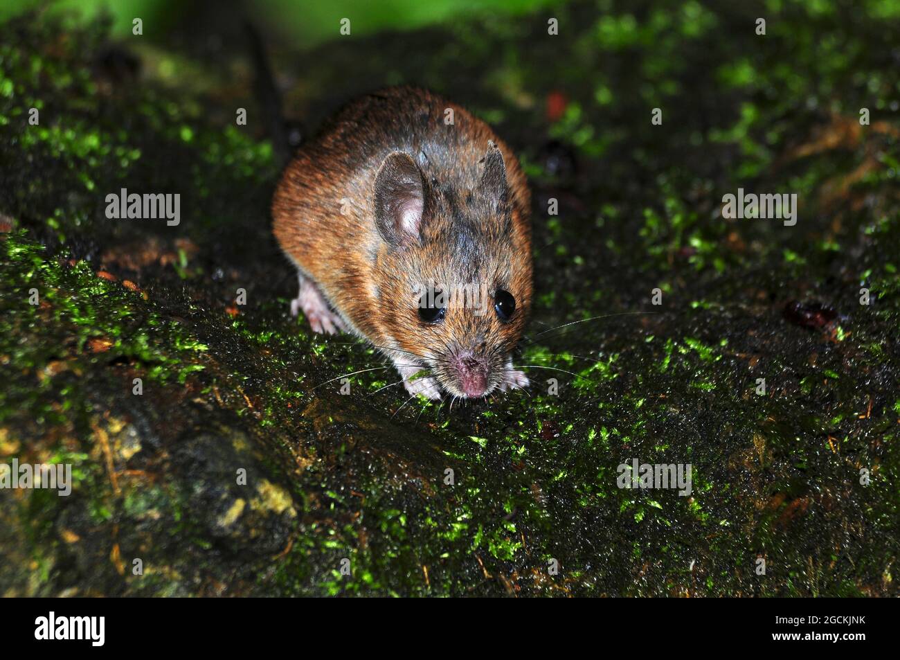 wood mouse apodemus sylvaticus Stock Photo - Alamy