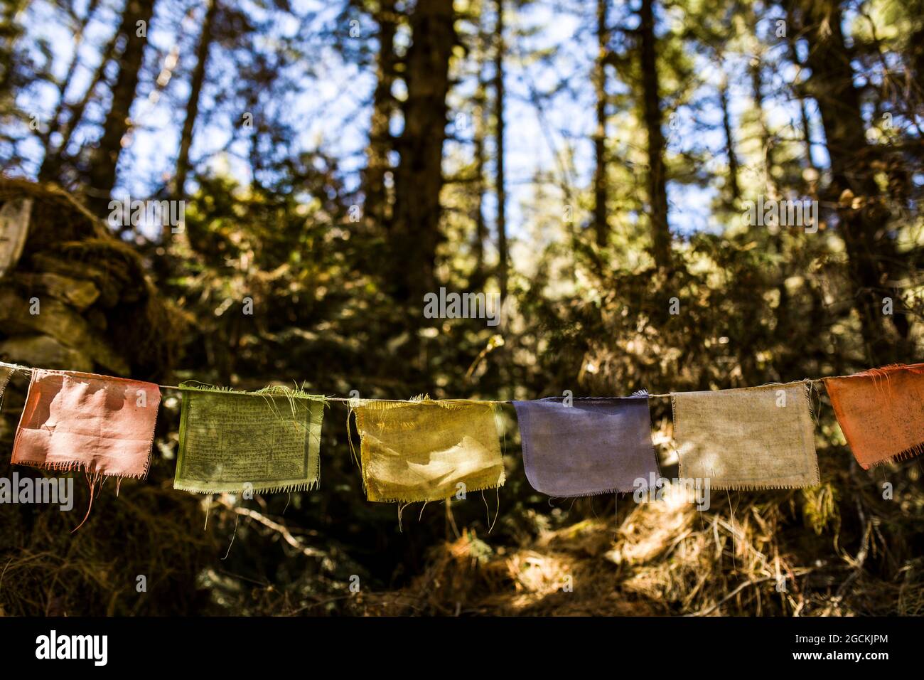 Colorful Buddhist prayer flags hanging on rope in green woods on sunny ...