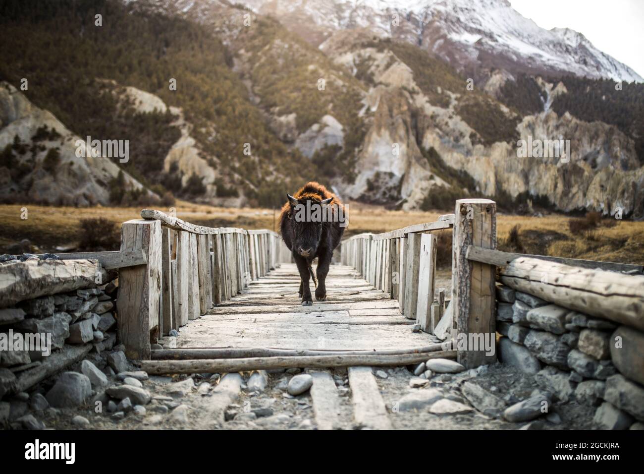 Calf ridge hi-res stock photography and images - Alamy