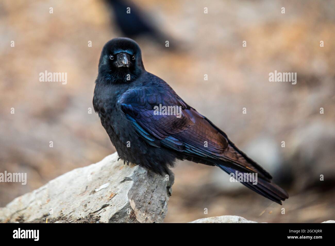 Jackdaw looking at camera hi-res stock photography and images - Alamy